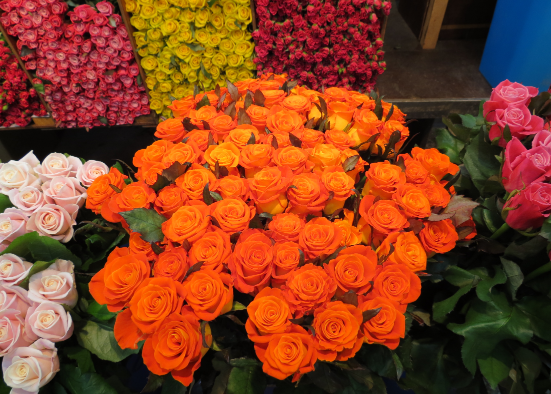 A Rose is Best – EdTech Digest